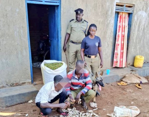 Two Coffee Thieves Arrested in Bugiri District | The Source Reports
